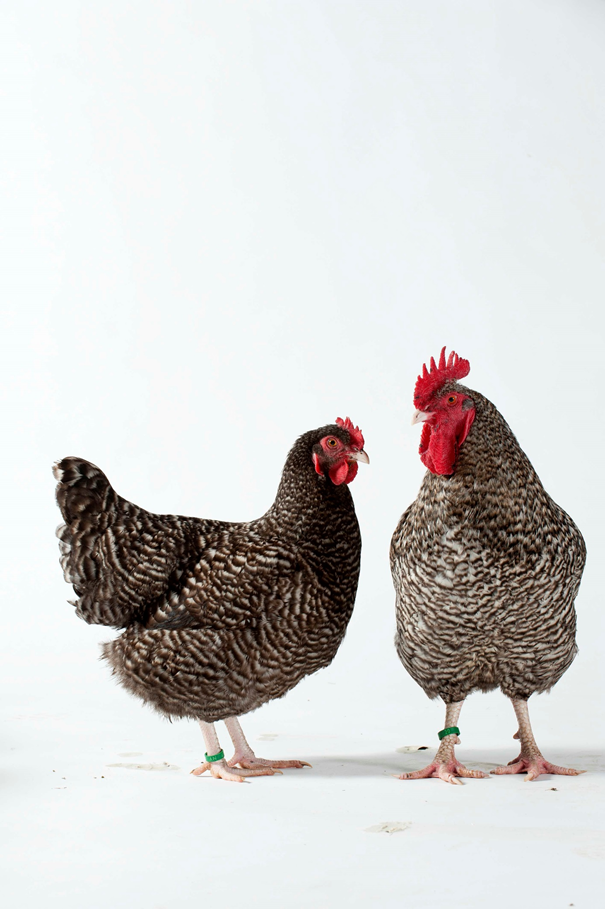 Accueil - Une nouvelle étude explique comment certains poulets ont des ...